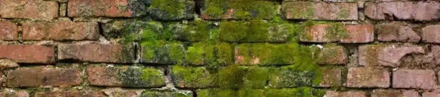 moss on bricks